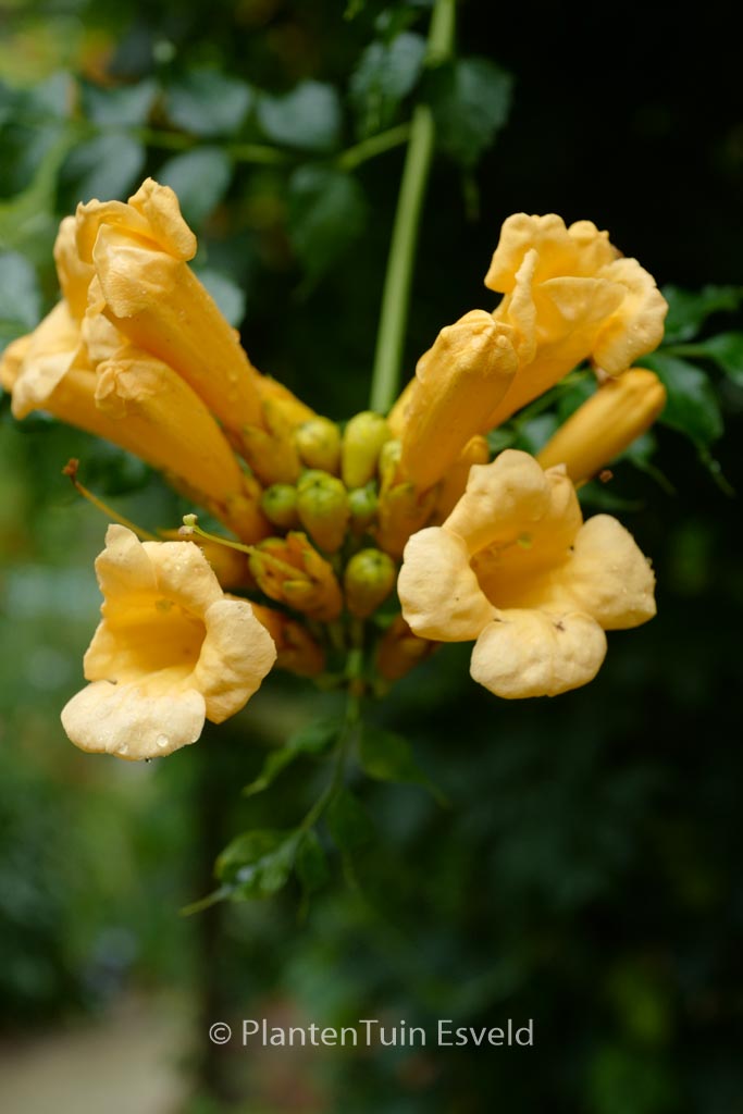 Campsis radicans ‚Yellow Trumpet‘ – Esveld Webshop