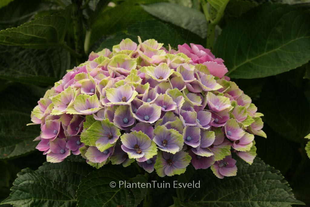 Hydrangea macrophylla ‚Magical Amethyst‘ – Esveld Webshop