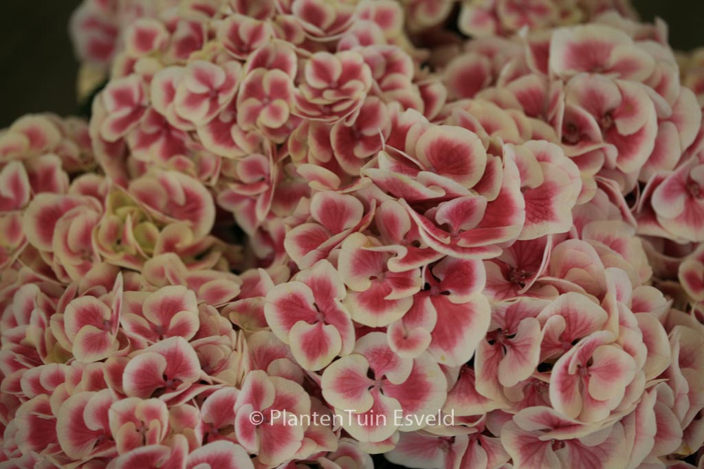 Hydrangea macrophylla ‚Harlekijn‘ – Esveld Webshop